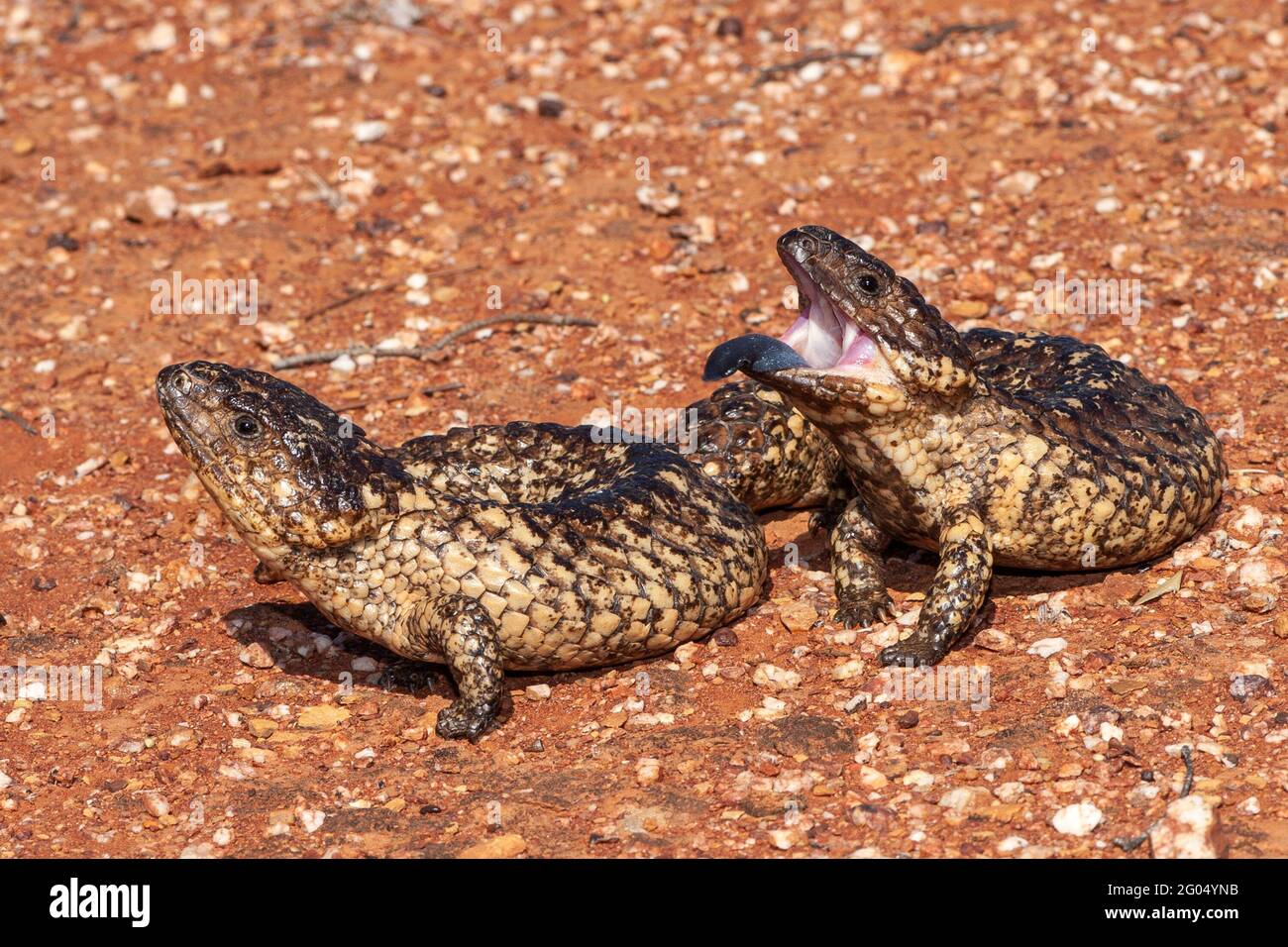 Pair of Australian Shingle-back Lizards Stock Photo - Alamy