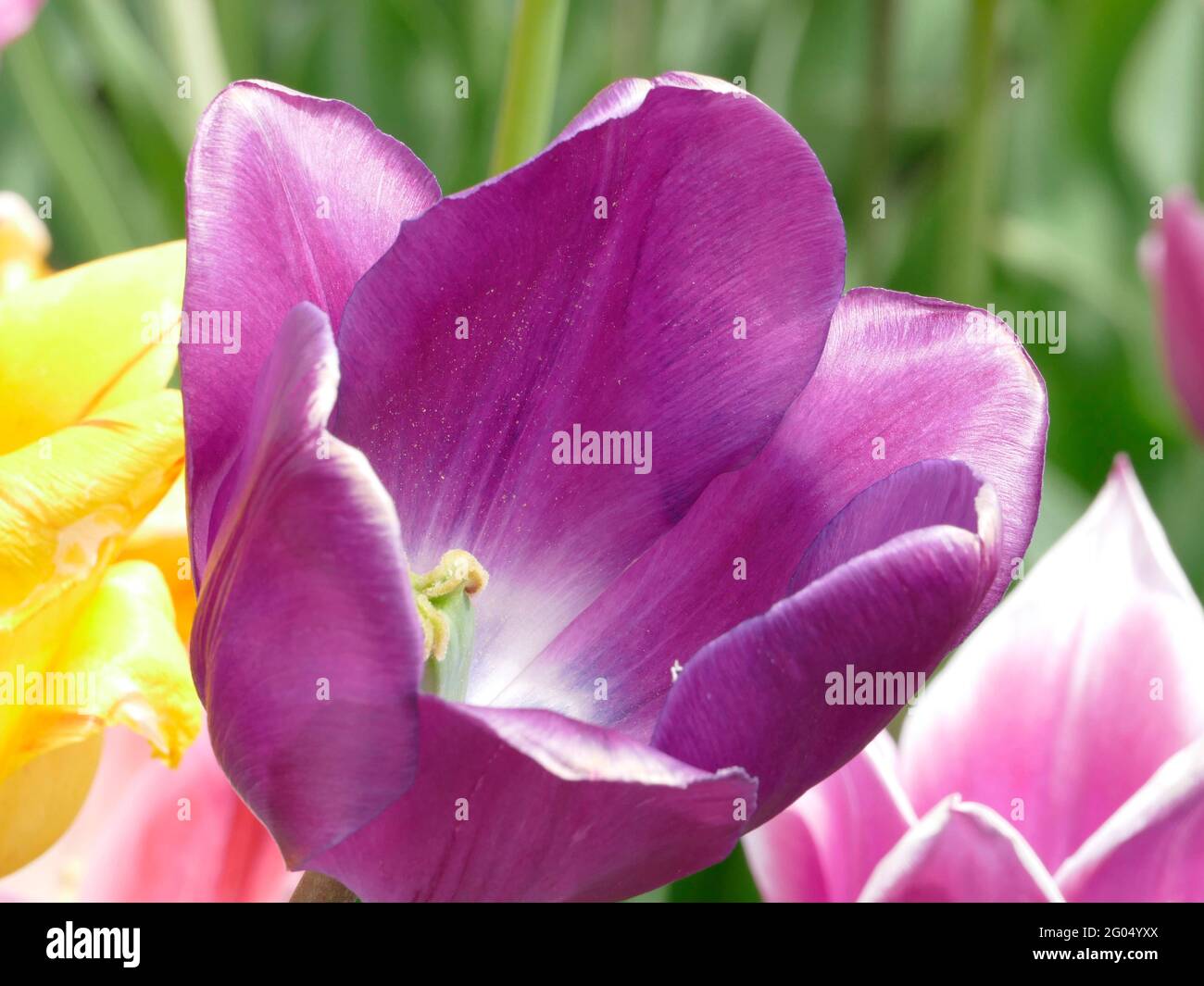 The Purple Triumph Tulip Blossoming in a Garden in front of a Soft ...