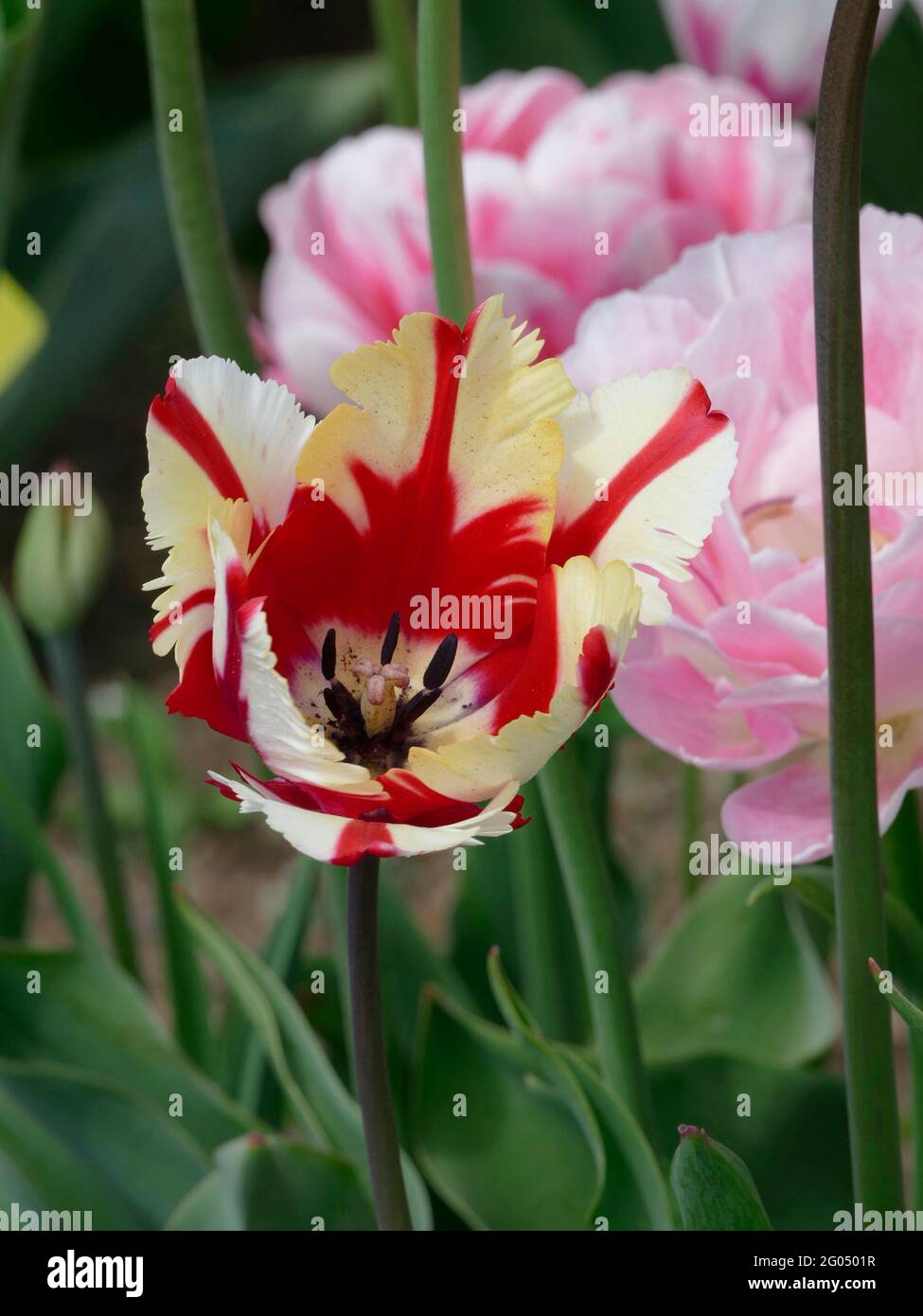 Estella rijnveld tulip hi-res stock photography and images - Alamy