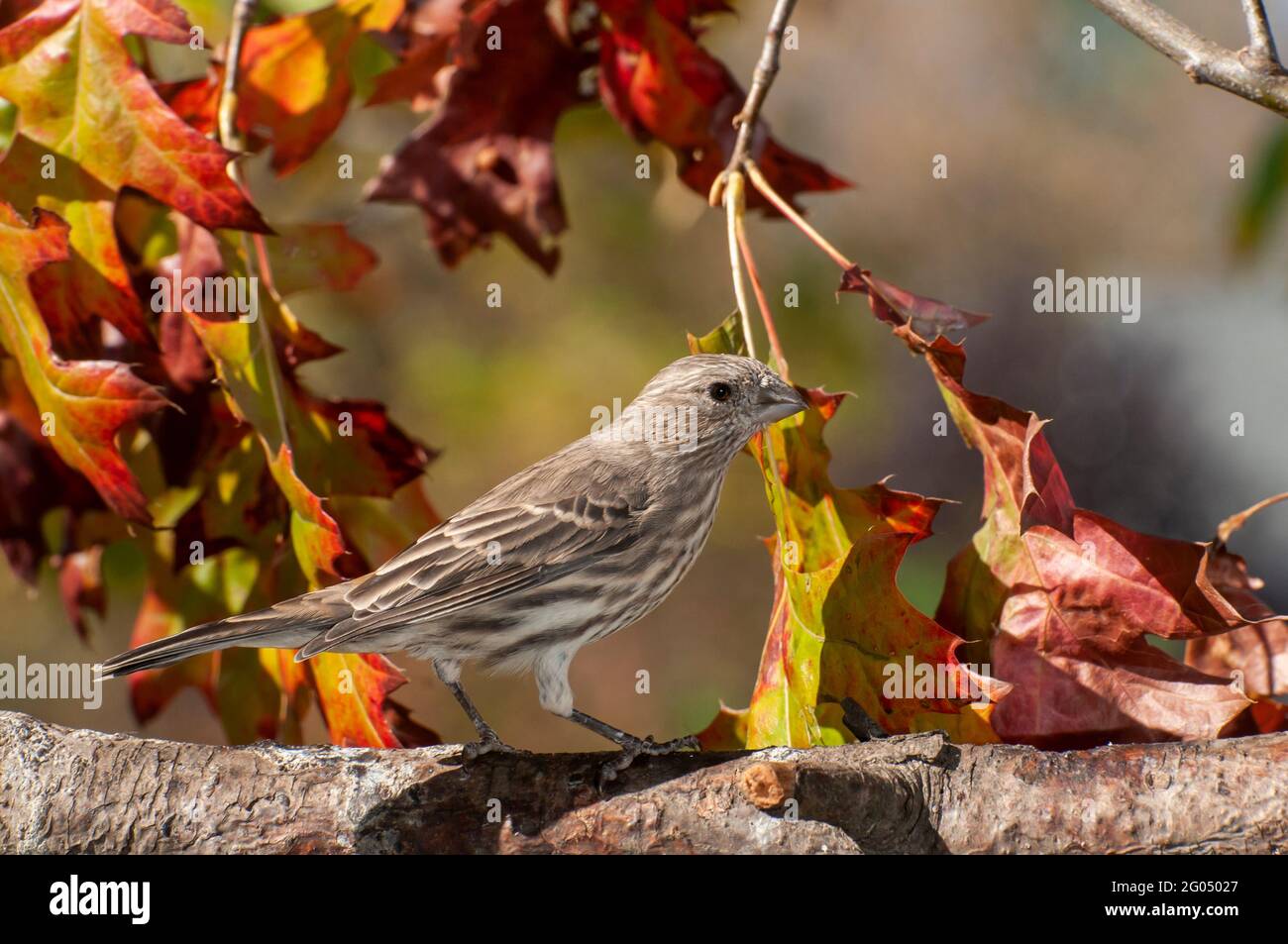 Beautiful house finch hi-res stock photography and images - Alamy
