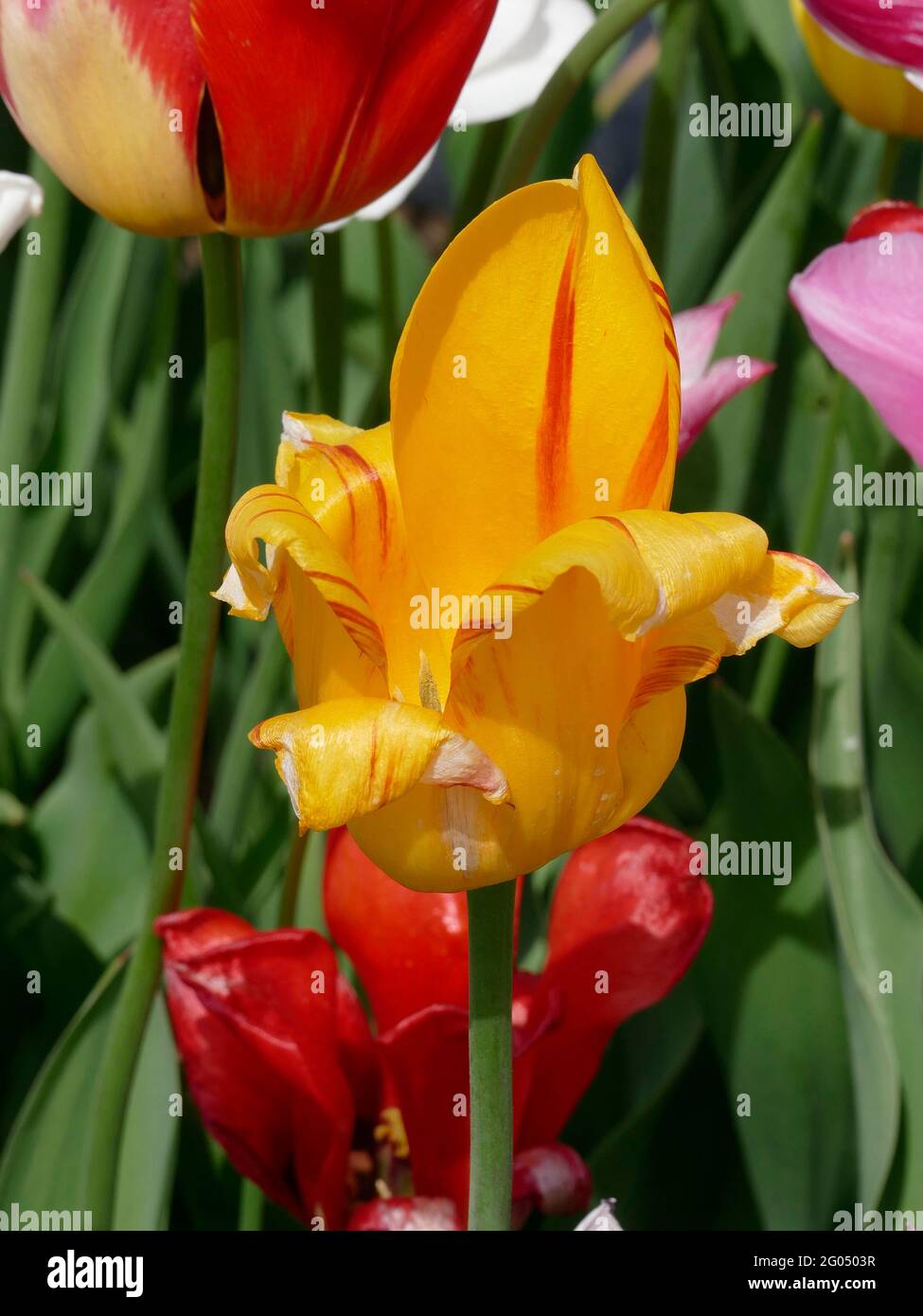 Best tulip photos hi-res stock photography and images - Alamy