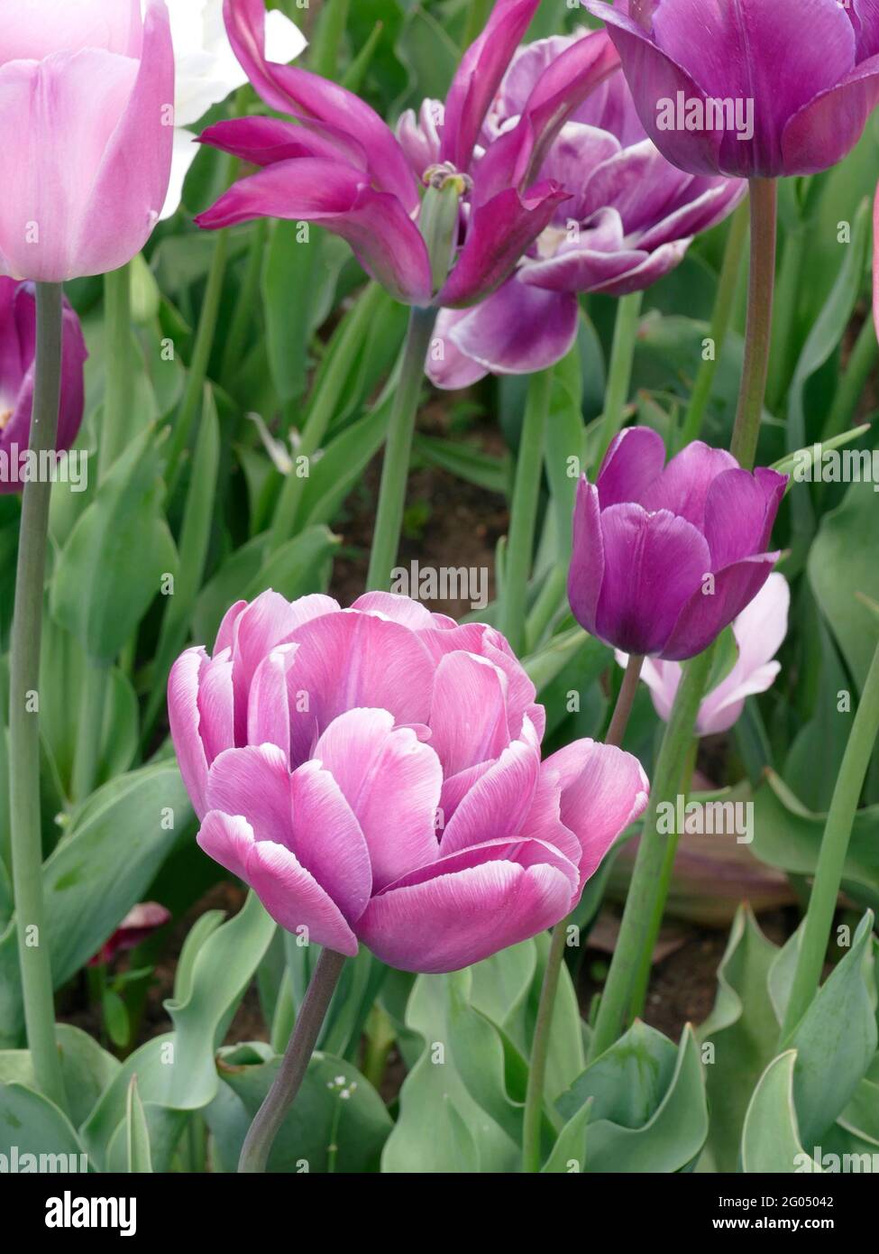 A Garden of Purple Tulips Including the Double Flowered Backpacker ...