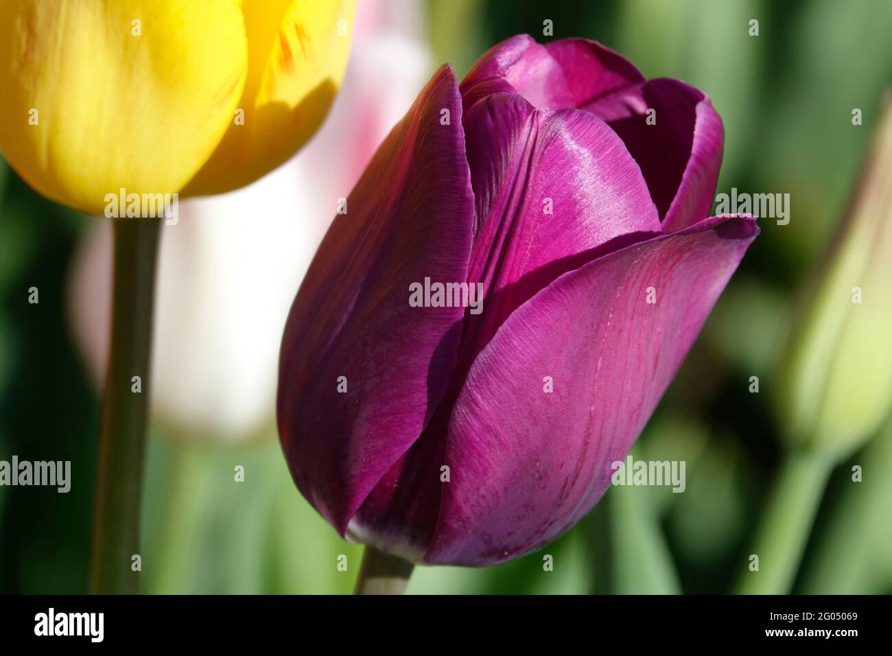 The Purple Triumph Tulip with its Soft Regal Petals Casts a Shadow on ...