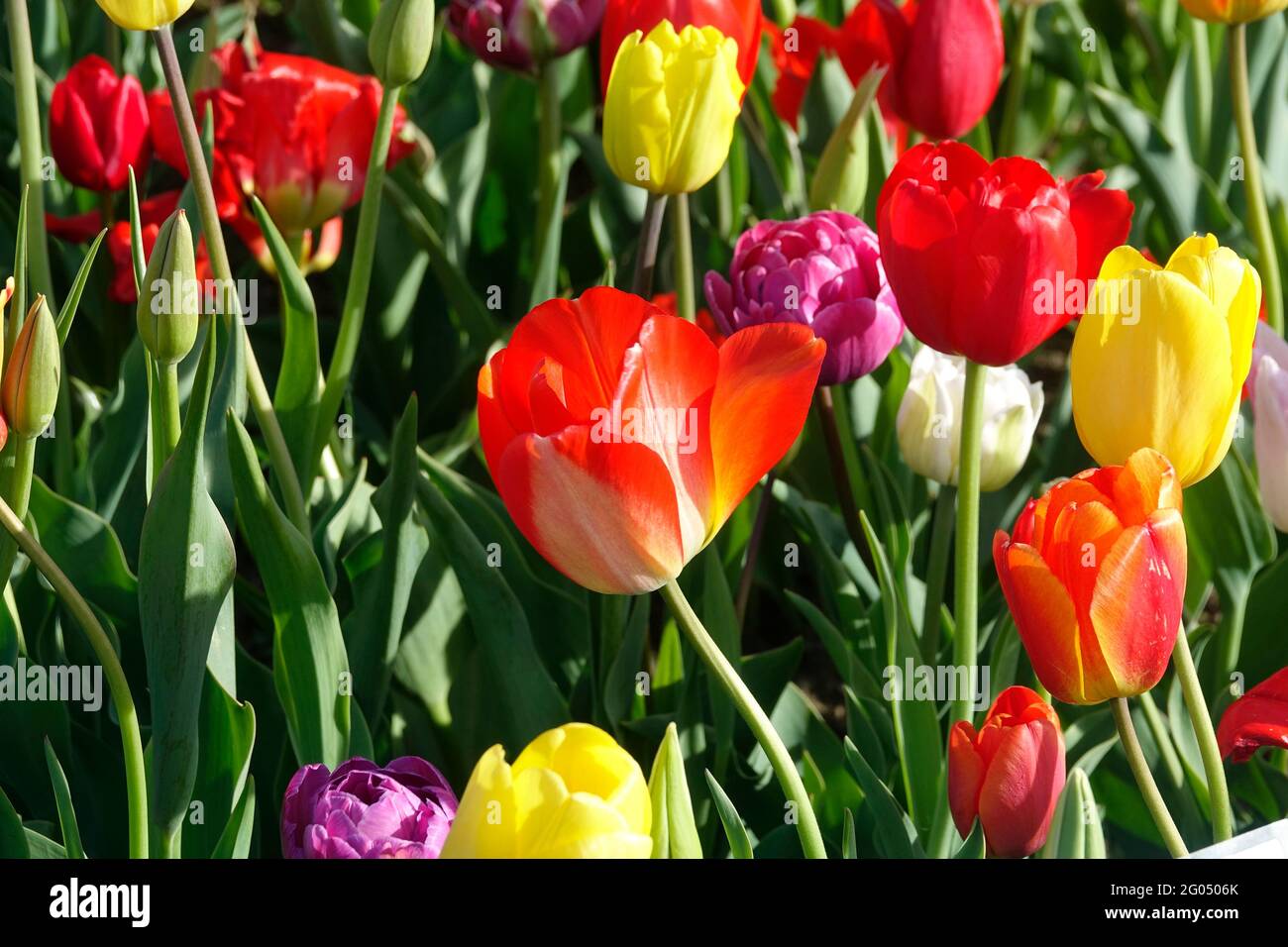 Darwin hybrid mix hi-res stock photography and images - Alamy