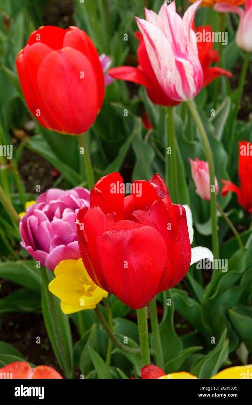 A Stretch Mix of Heartbreaker Red Tulips among the Peony-flowering ...