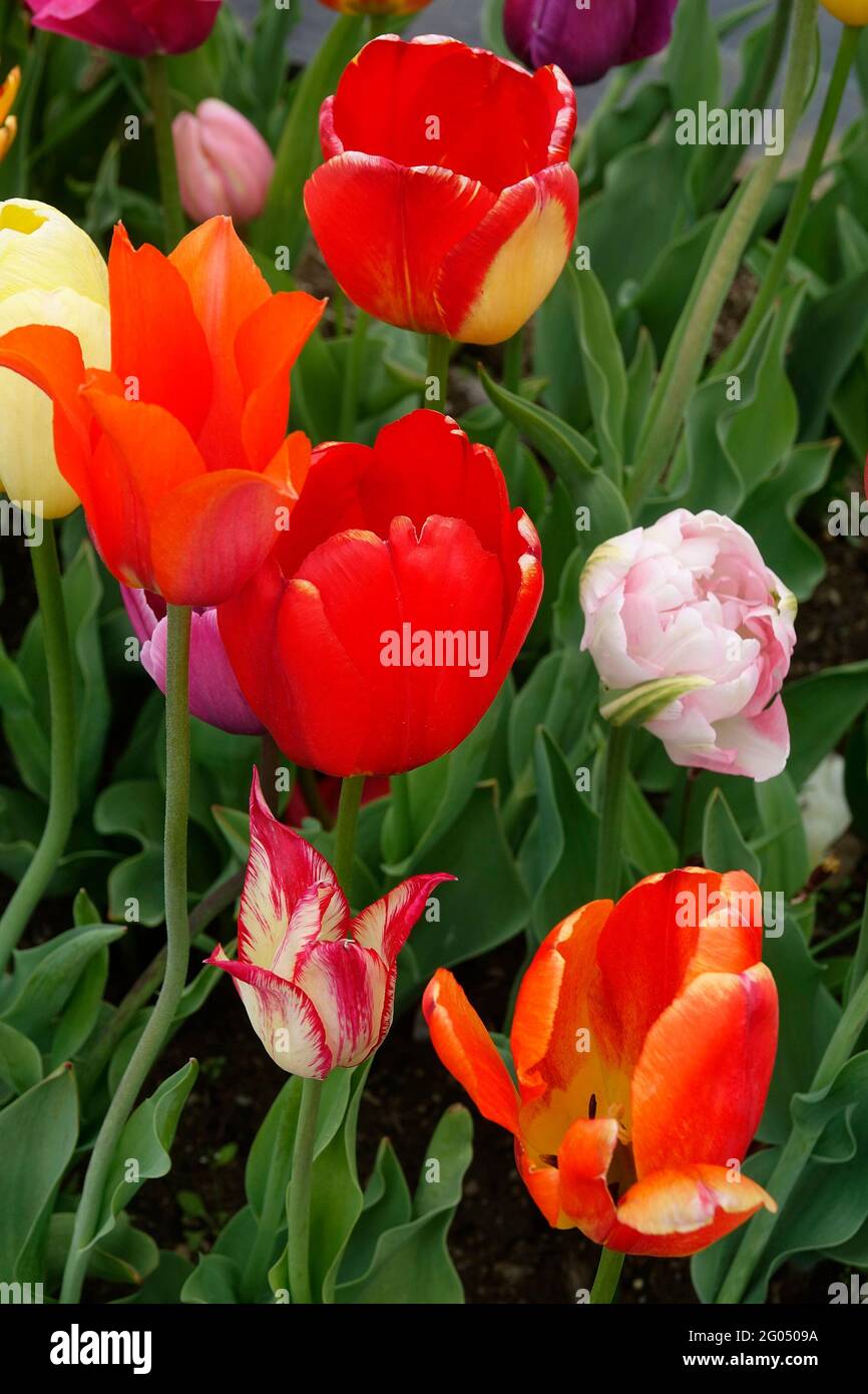 A Stretch Mix of Tulips Include the Ballerina Tulip, Heartbreaker, Lily ...