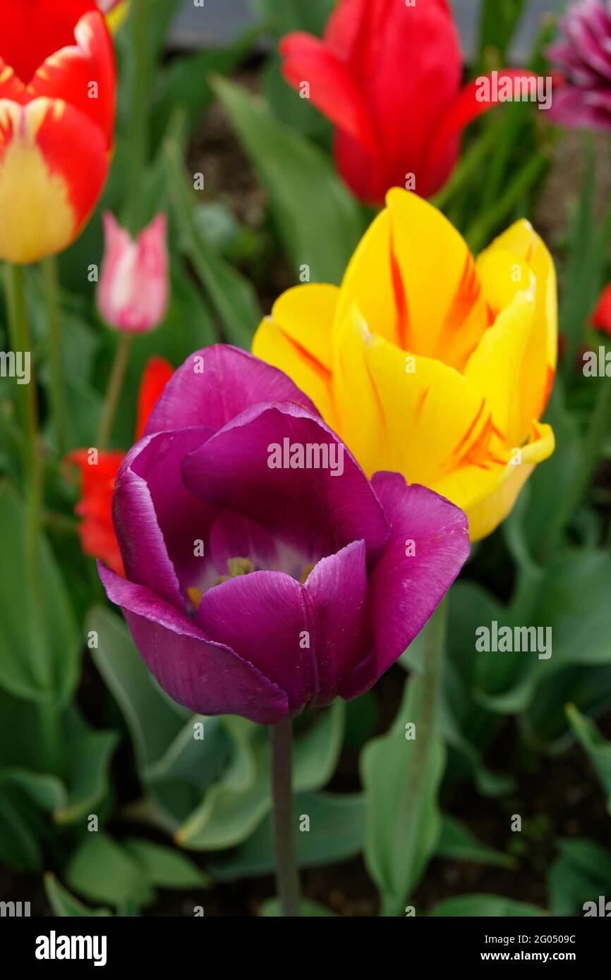 A Stretch Mix of Purple Triumph Tulips Alongside the Bright Yellow ...