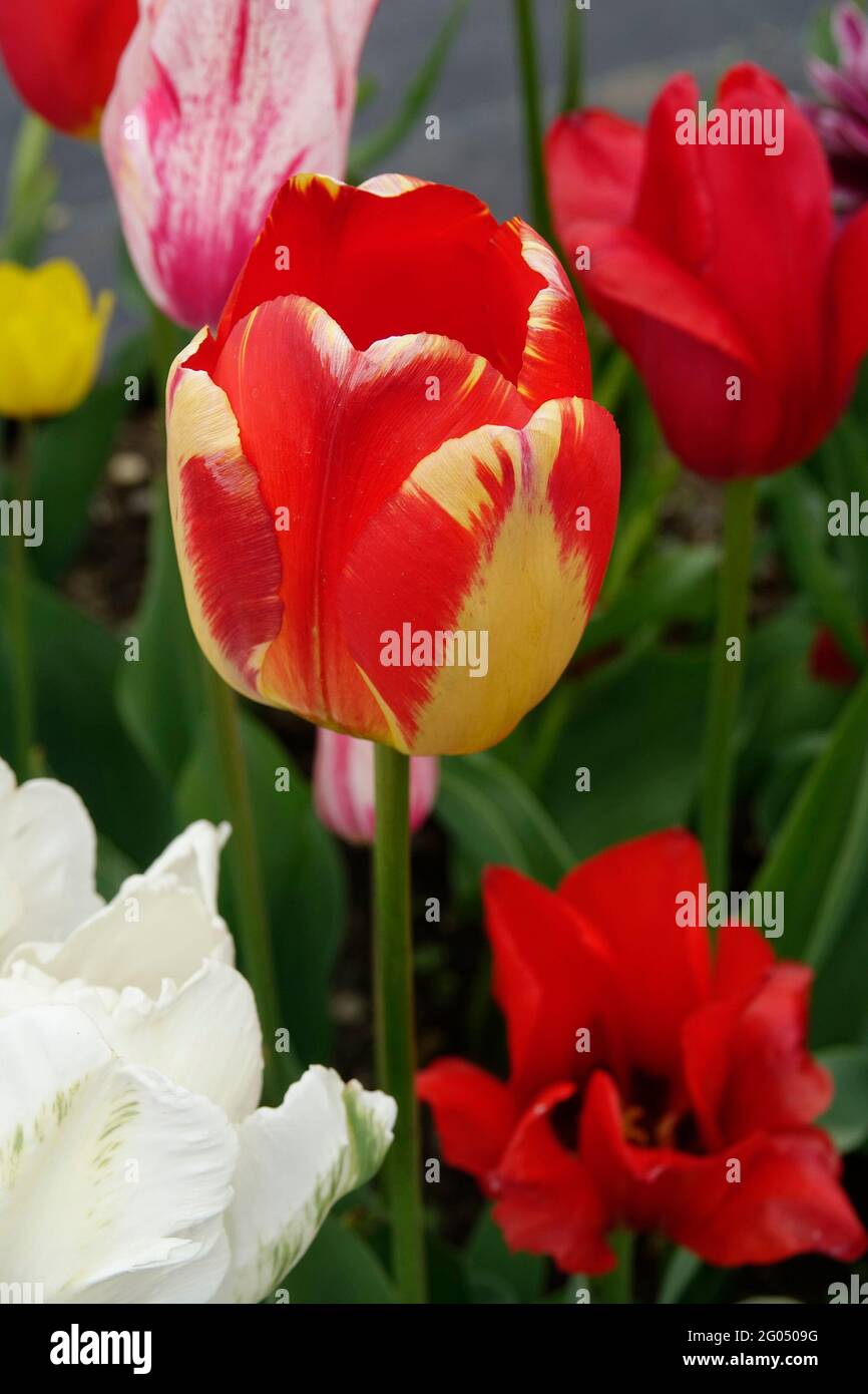 Tulip Fire High Resolution Stock Photography and Images - Alamy