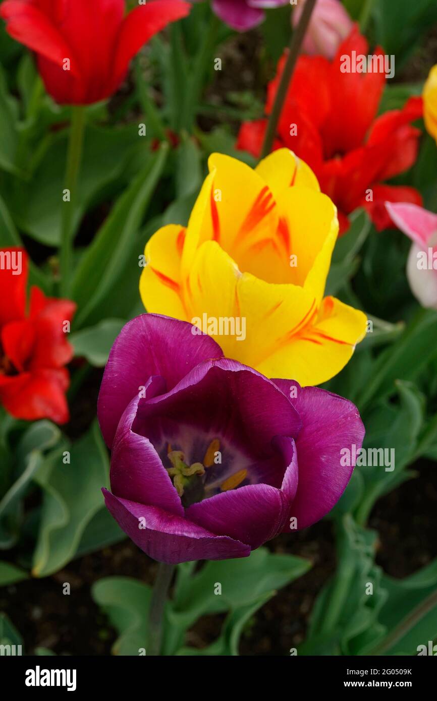 Best tulip photos hi-res stock photography and images - Alamy