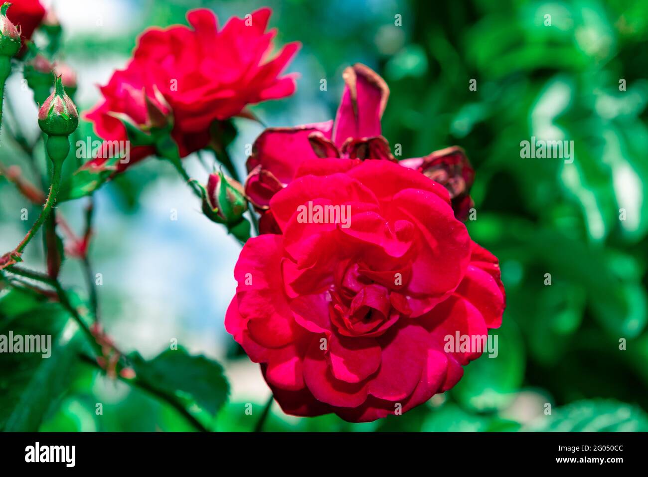 Deep crimson roses hi-res stock photography and images - Alamy