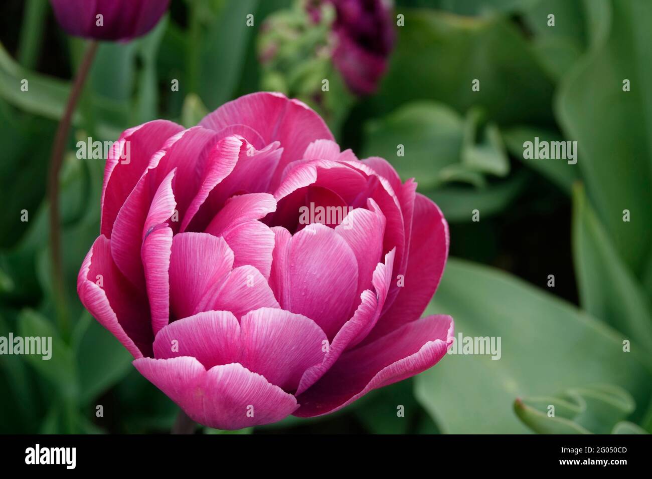 A Peony-like Double Flowered Purple Backpacker Tulip with Layers of ...
