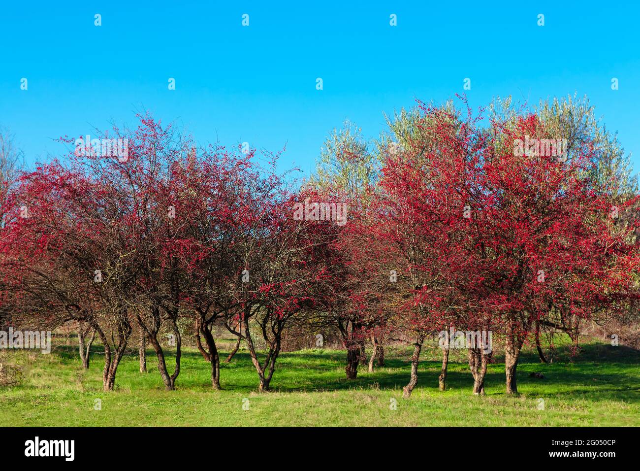 Hawthorn blossom berries hi-res stock photography and images - Alamy