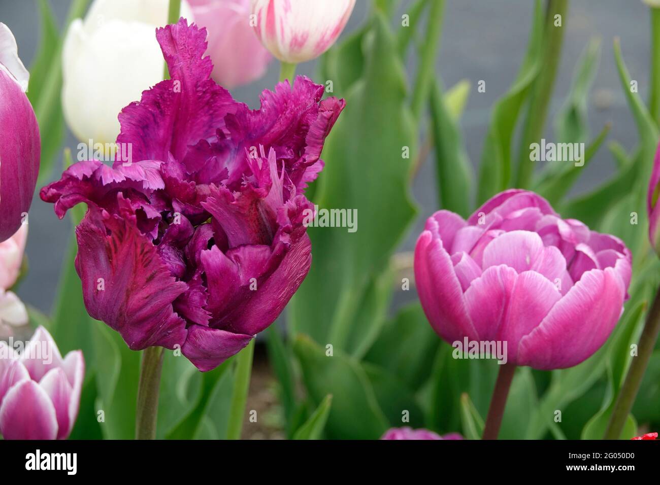 Tulip like botanical hi-res stock photography and images - Alamy