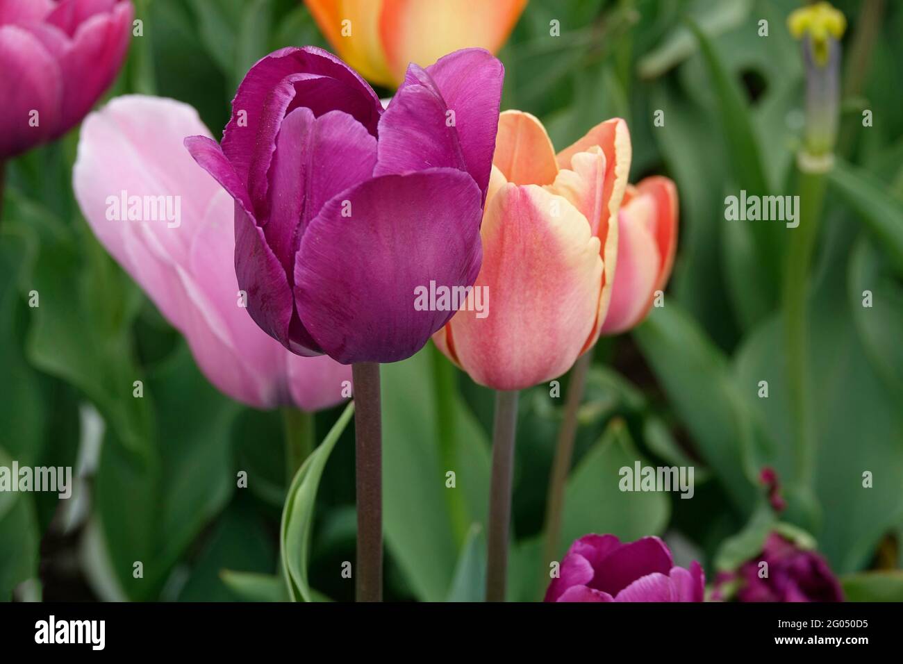Tulipa purple flag hi-res stock photography and images - Alamy