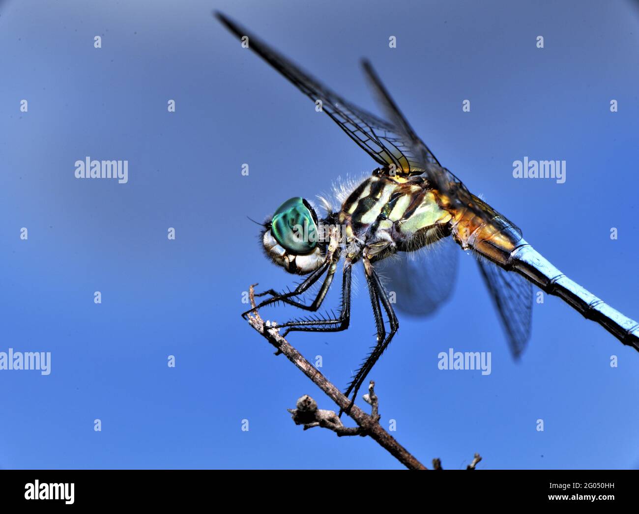 Blue eyed darner dragonfly Stock Photo - Alamy