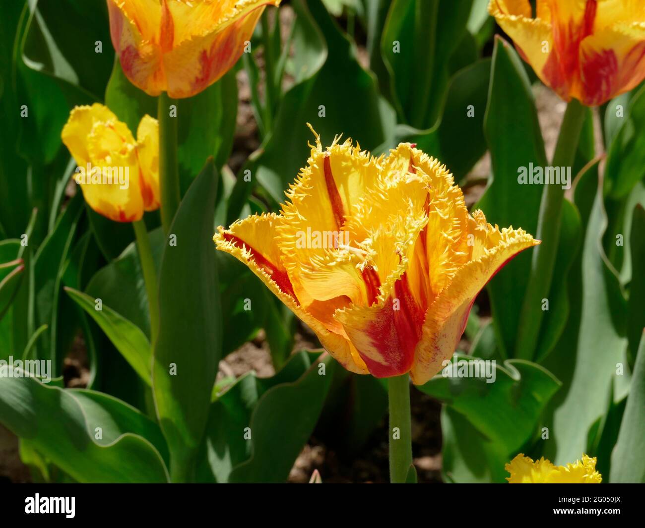 Fringed tulips with stripes hi-res stock photography and images - Alamy
