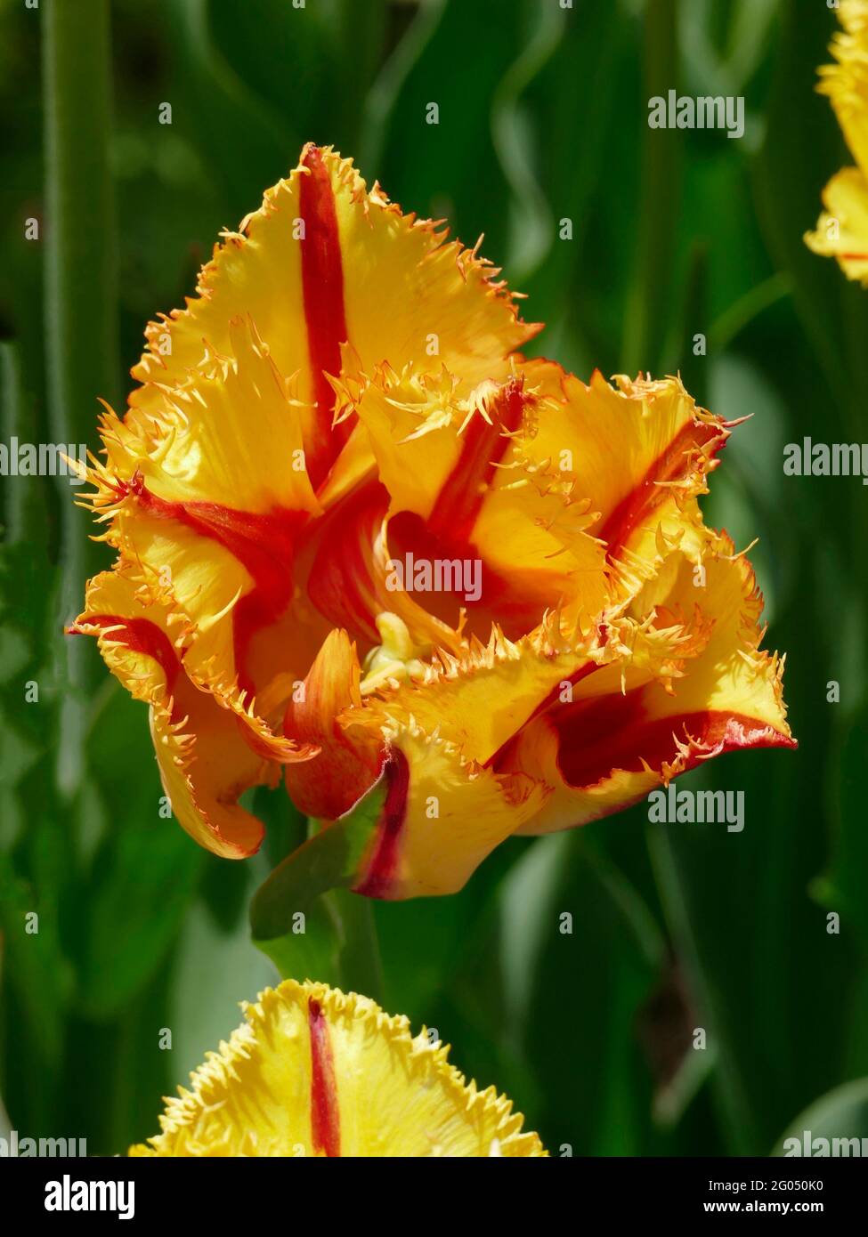 Fabio tulip hi-res stock photography and images - Alamy