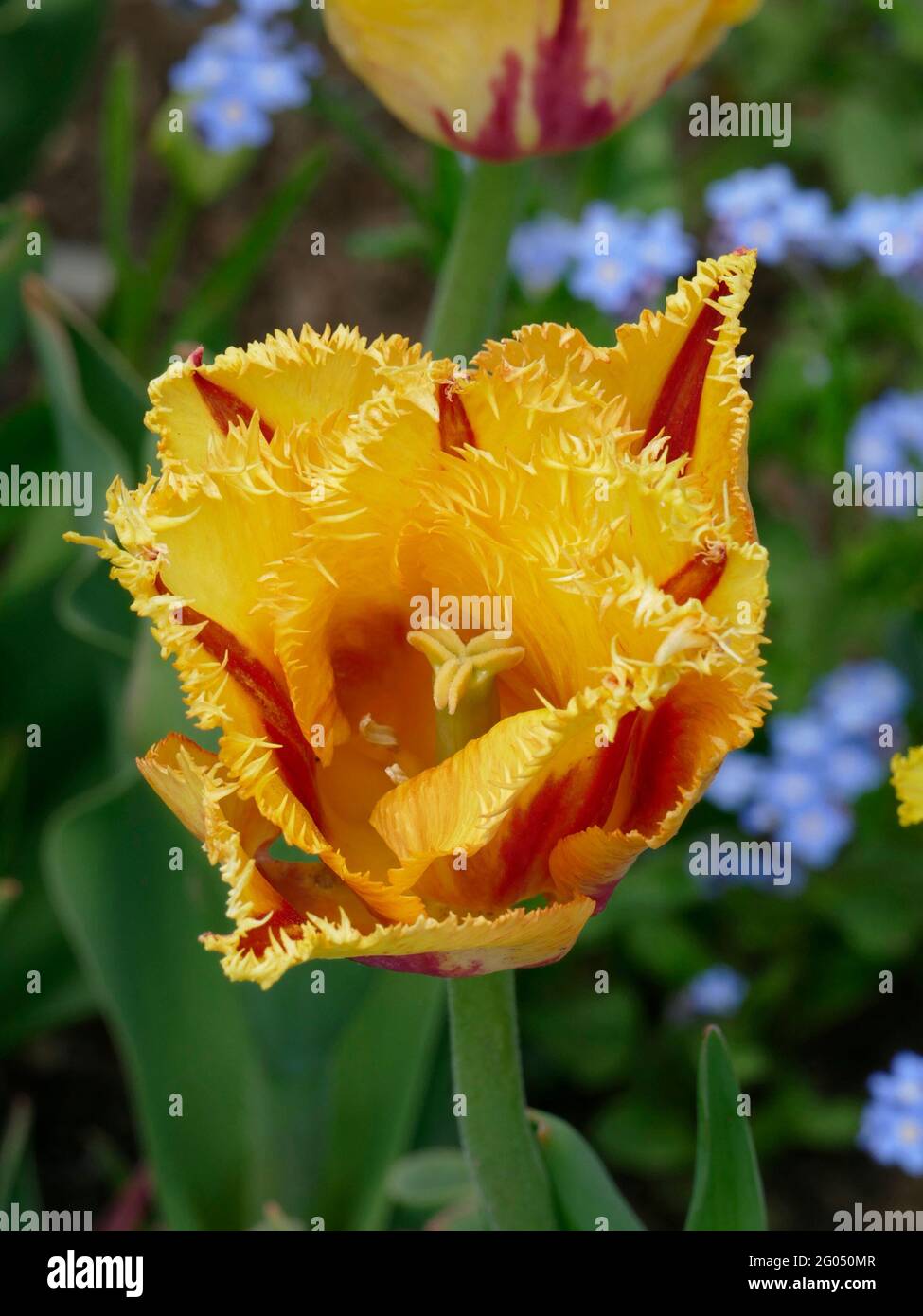 Fringed tulips with stripes hi-res stock photography and images - Alamy