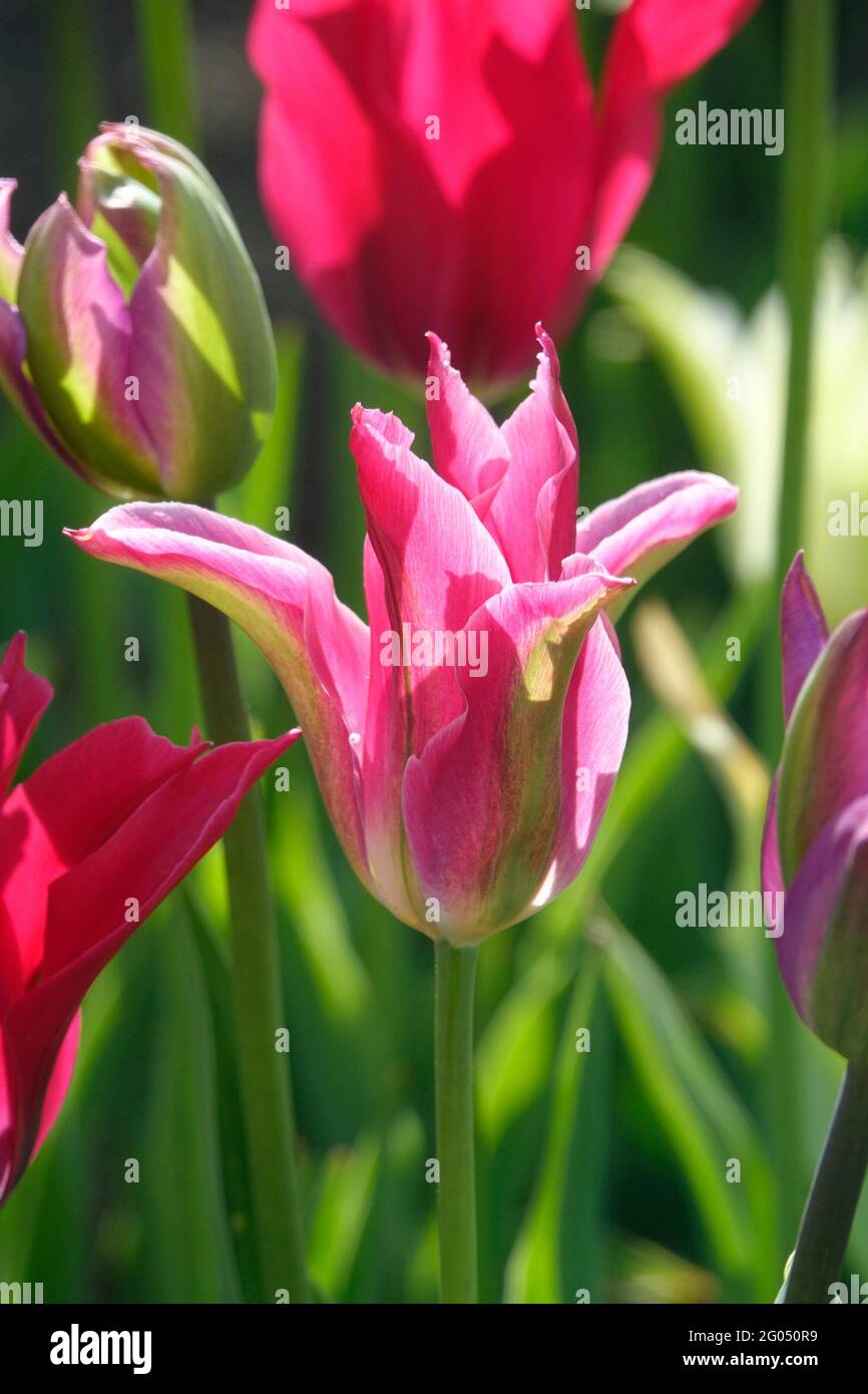 Viridiflora Tulip Mix of Spring Green with White Petals and Dolls ...