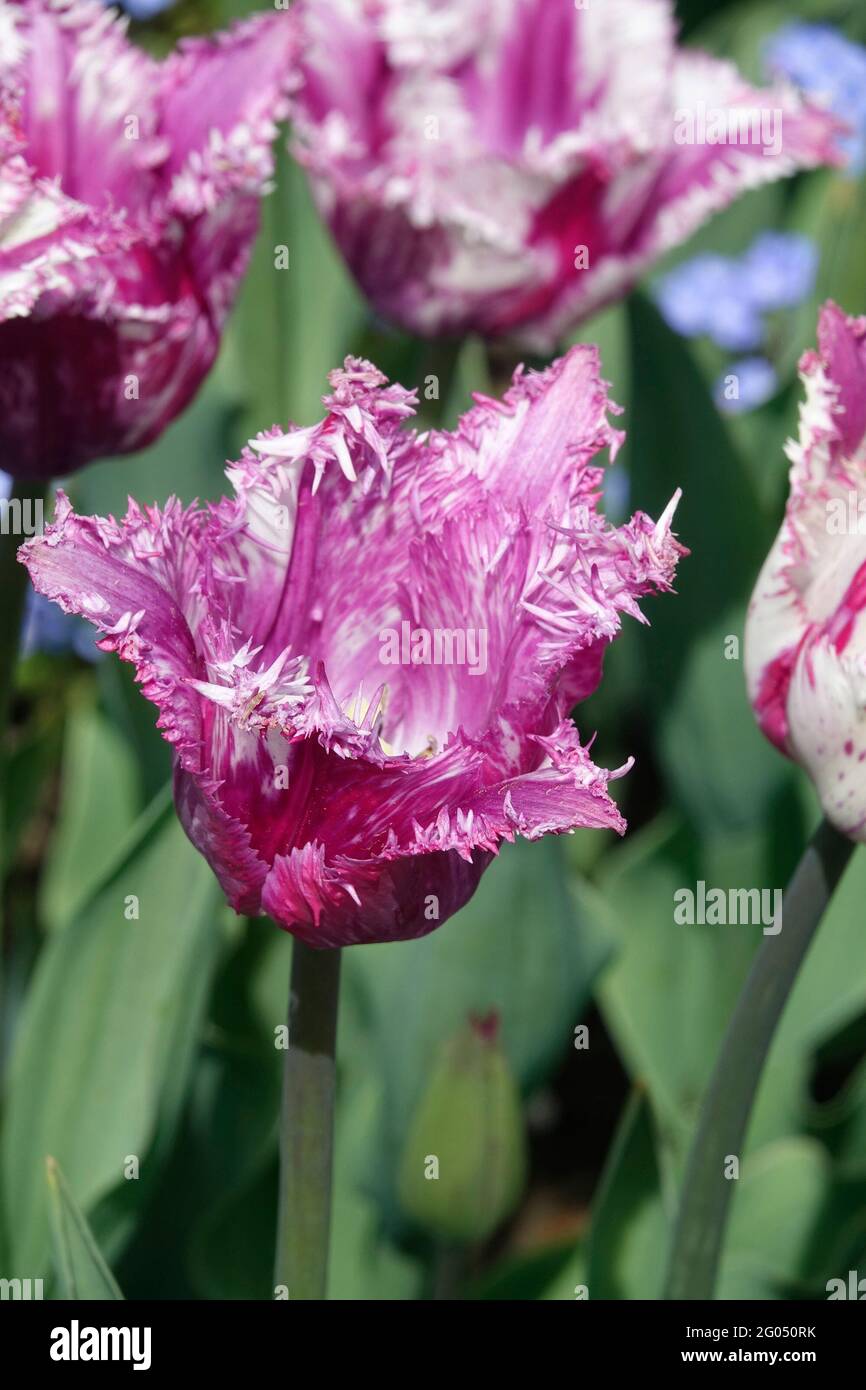 Raspberry Ripple Fringed Tulips with Purple Petals and Fringed Edges ...