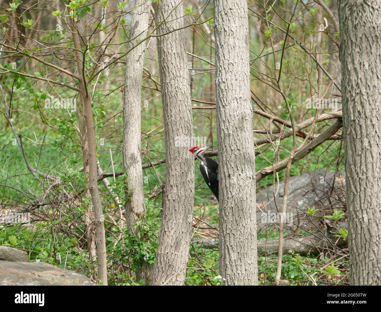North american woodpeckers hi-res stock photography and images - Alamy
