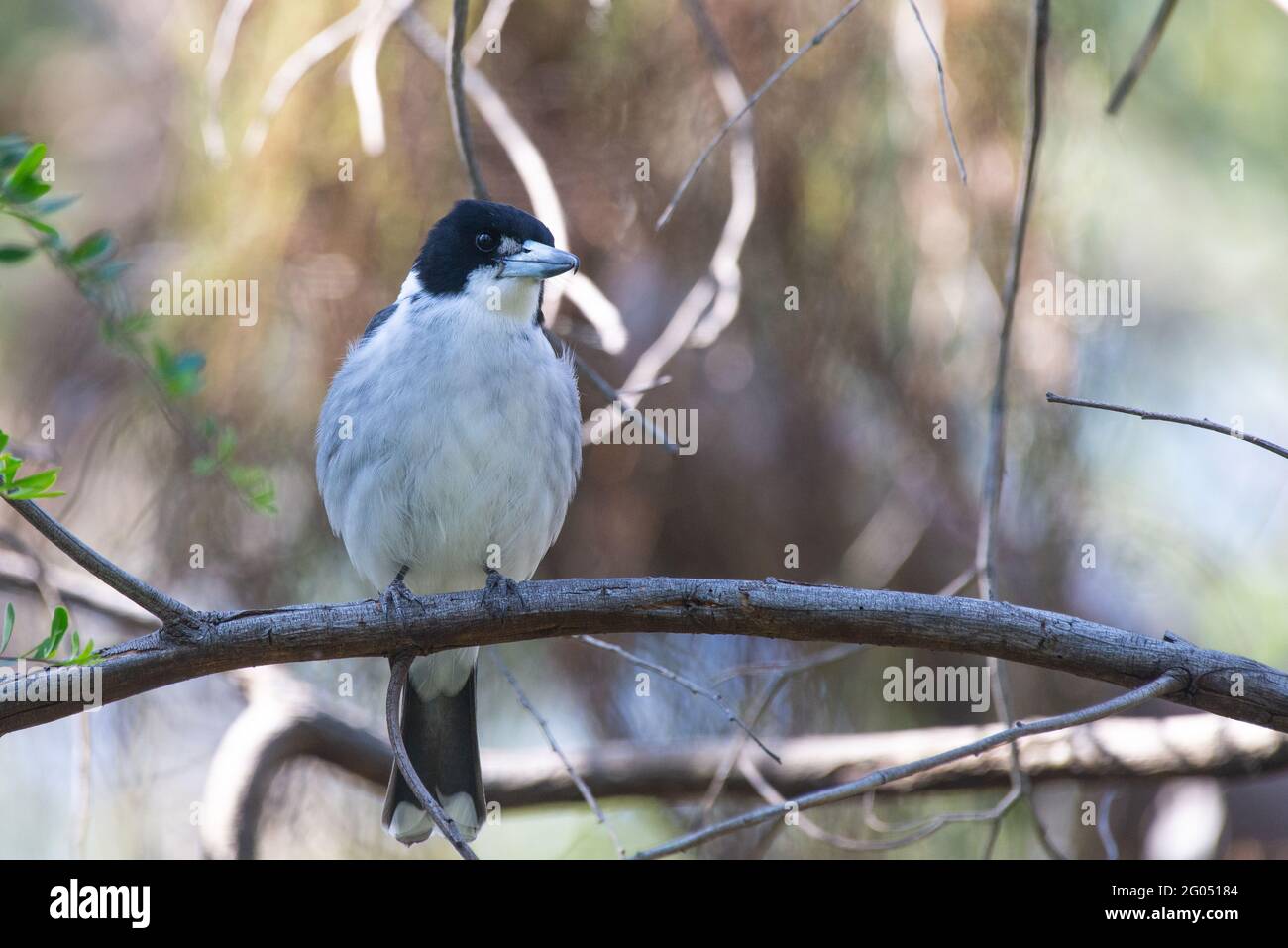 Grey butcherbird hi-res stock photography and images - Alamy