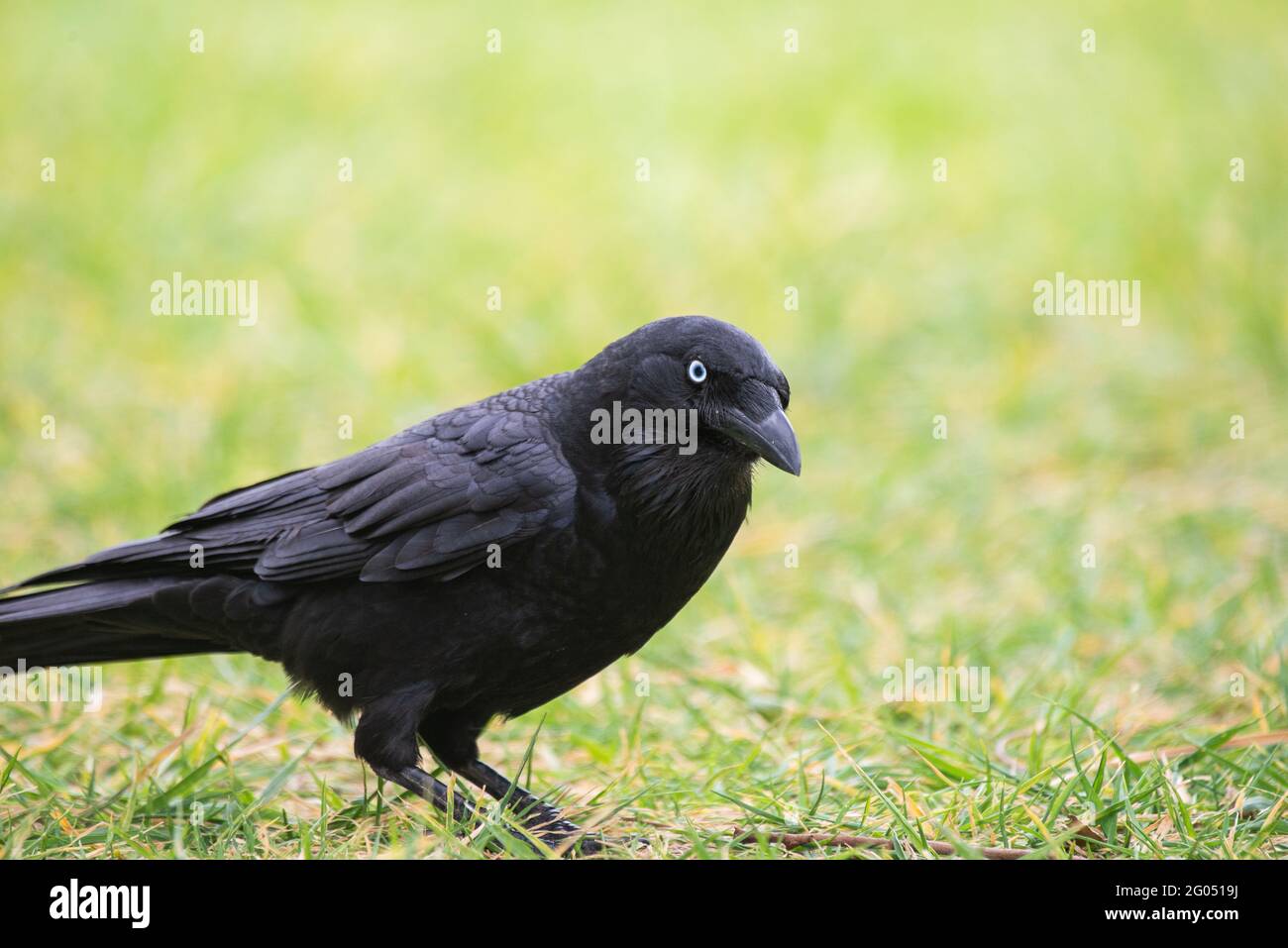 Raven bird beautiful hi-res stock photography and images - Alamy