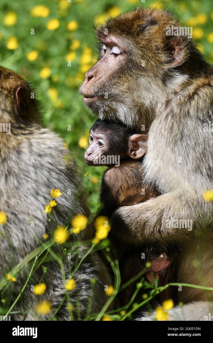Salem, Germany. 31st May, 2021. A Barbary ape mother holds her baby in ...