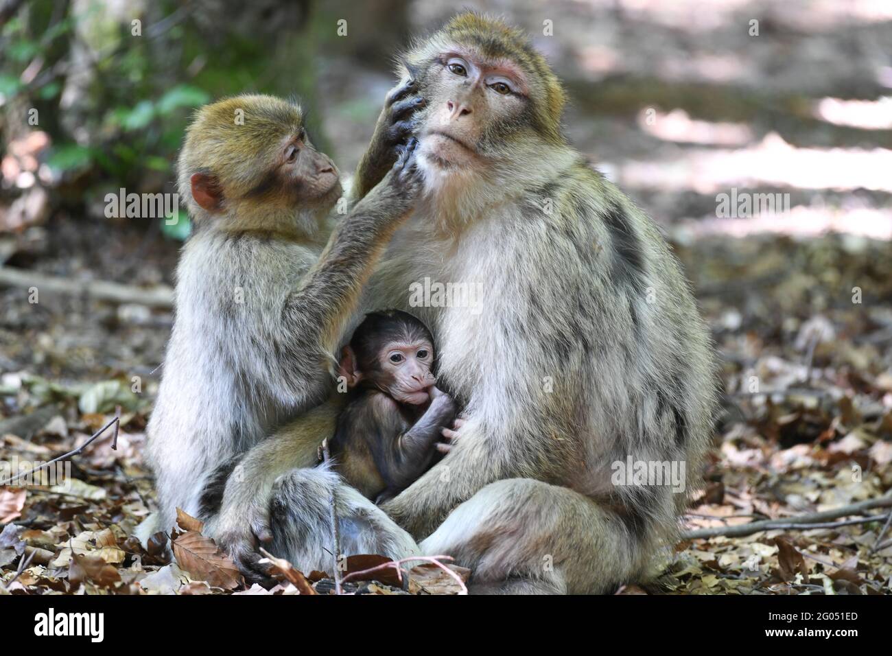 Salem, Germany. 31st May, 2021. A mother Barbary ape holds her baby in ...