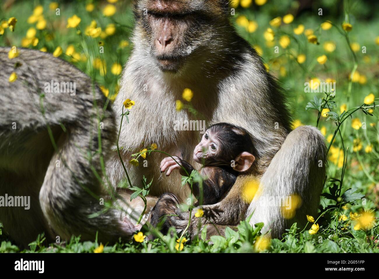 Salem, Germany. 31st May, 2021. A Barbary ape mother holds her baby in ...