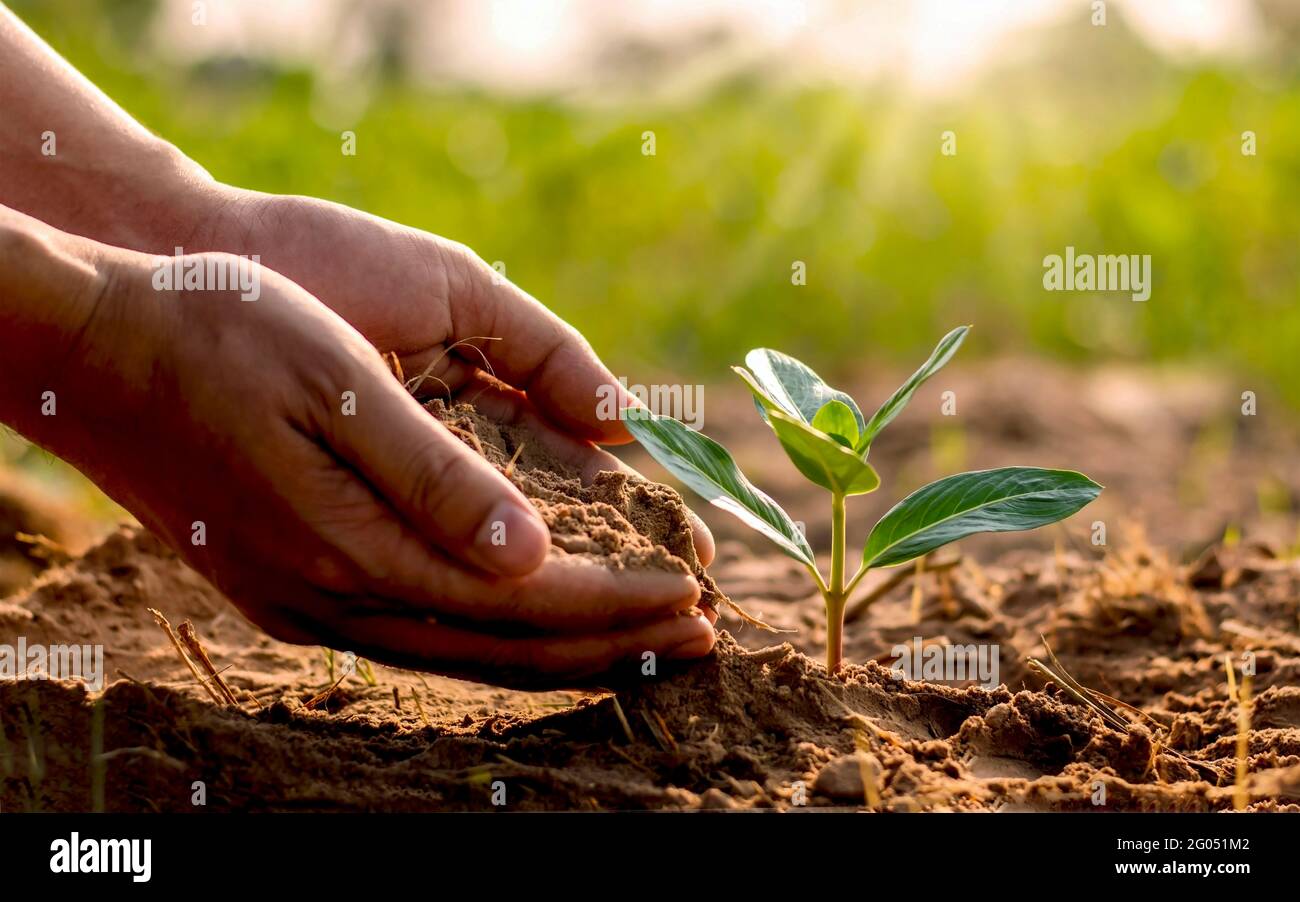 Hand holding seedlings hi-res stock photography and images - Alamy