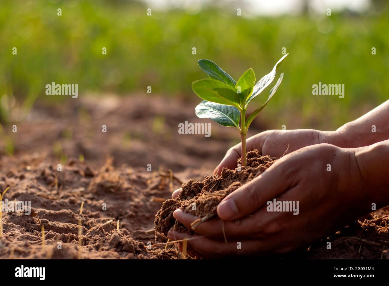 Trees and human hands planting trees in the soil concept of ...