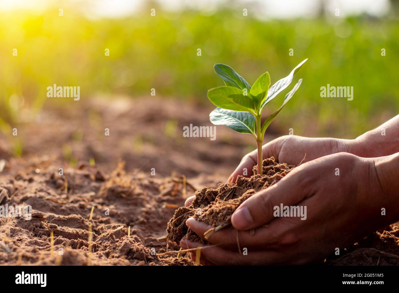Human Hands Are Planting Trees And Watering The Plants To Help Increase