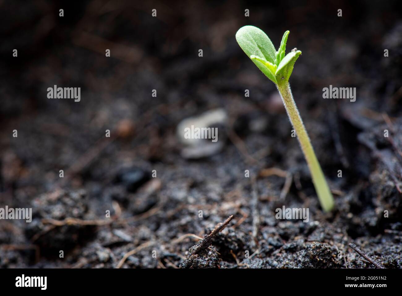 cannabis seeds on soil background, close up of planting hemp seeding ...