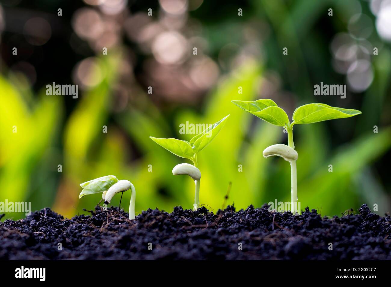 Plants growth and development hi-res stock photography and images - Alamy