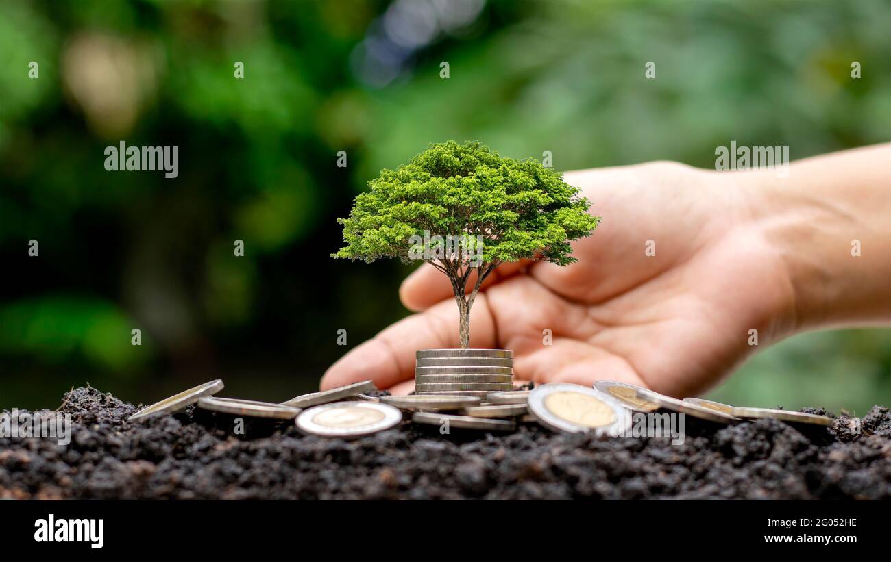 Tree growing on coins and green blurred nature background Stock Photo ...