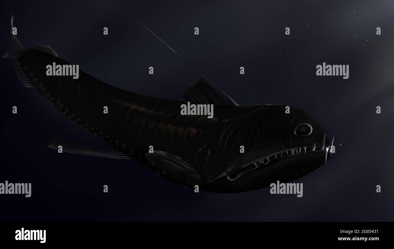 Viperfish hi-res stock photography and images - Alamy Viperfish hi-res stock photography and images - Alamy