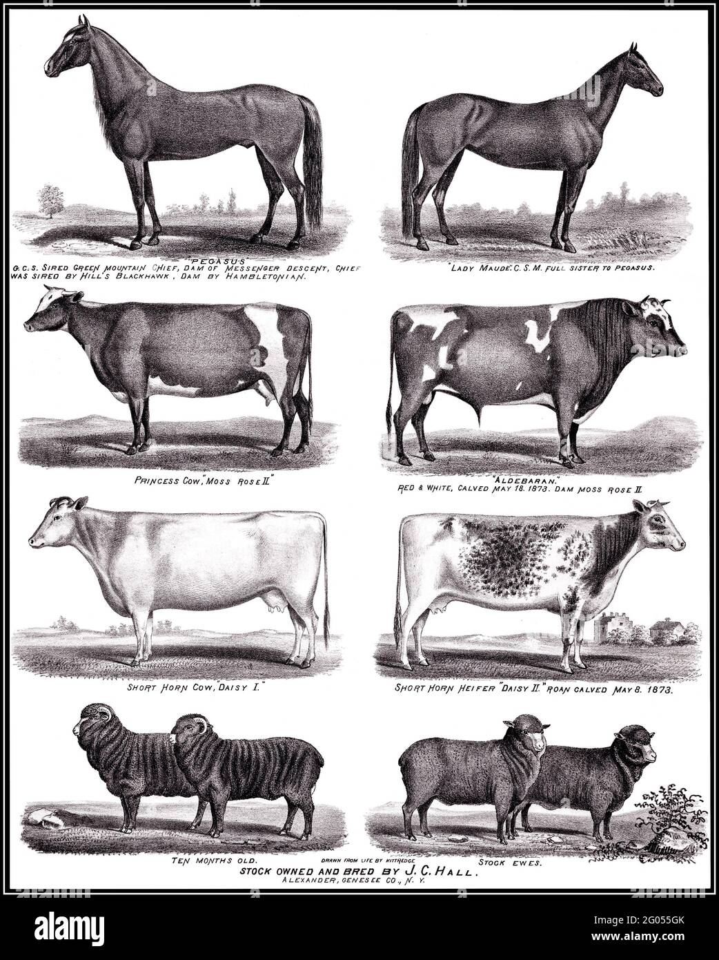 An enhanced, restored reproduction of an 1876 drawing of farm livestock ...