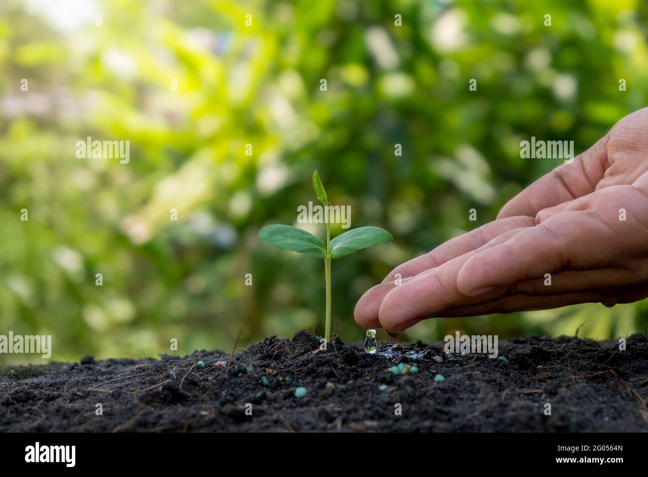 Hands are watering the sapling growing on fertile soil Stock Photo - Alamy