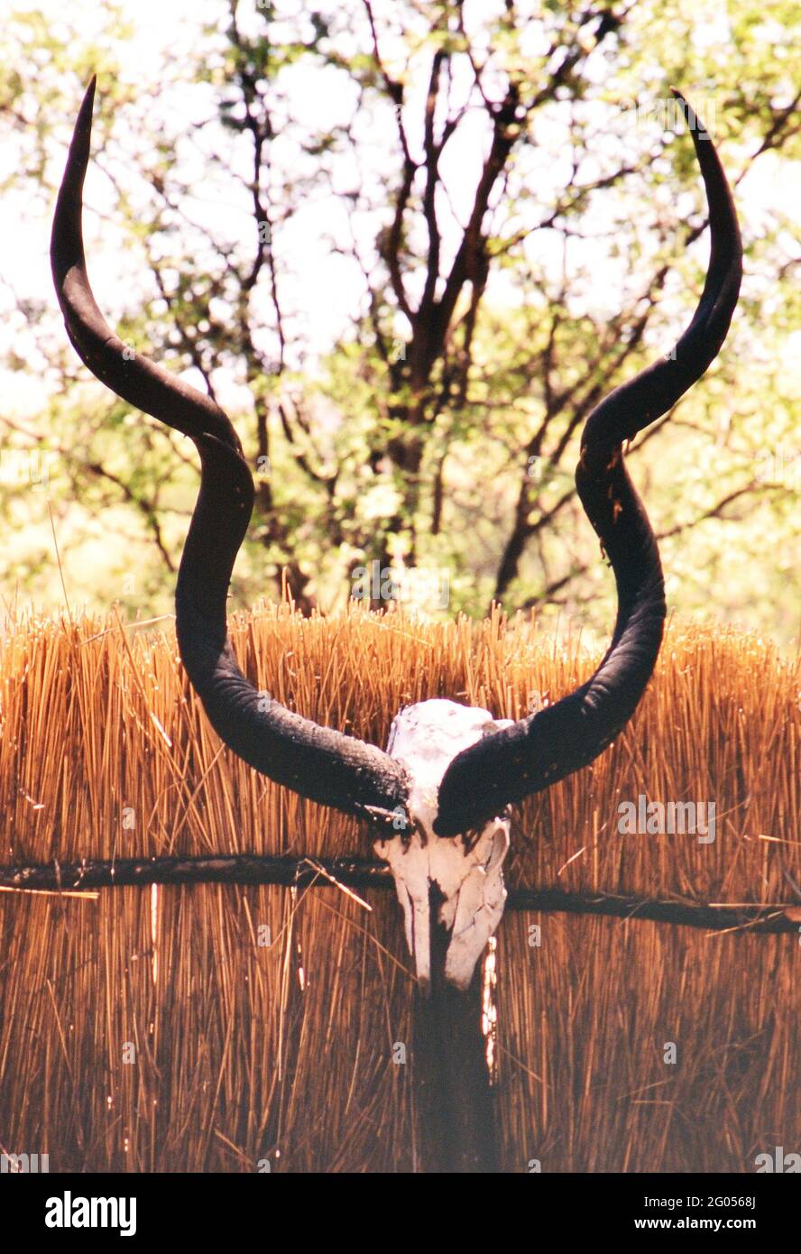 1980s Zimbabwe - Kudu deer skull at Sikumi Tree Lodge ca. 1989 Stock ...
