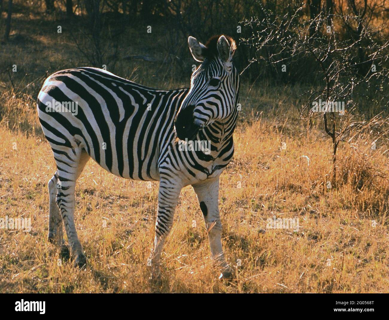 1990s Zimbabwe - Zebra standing, looking left, in Hwange National park ...