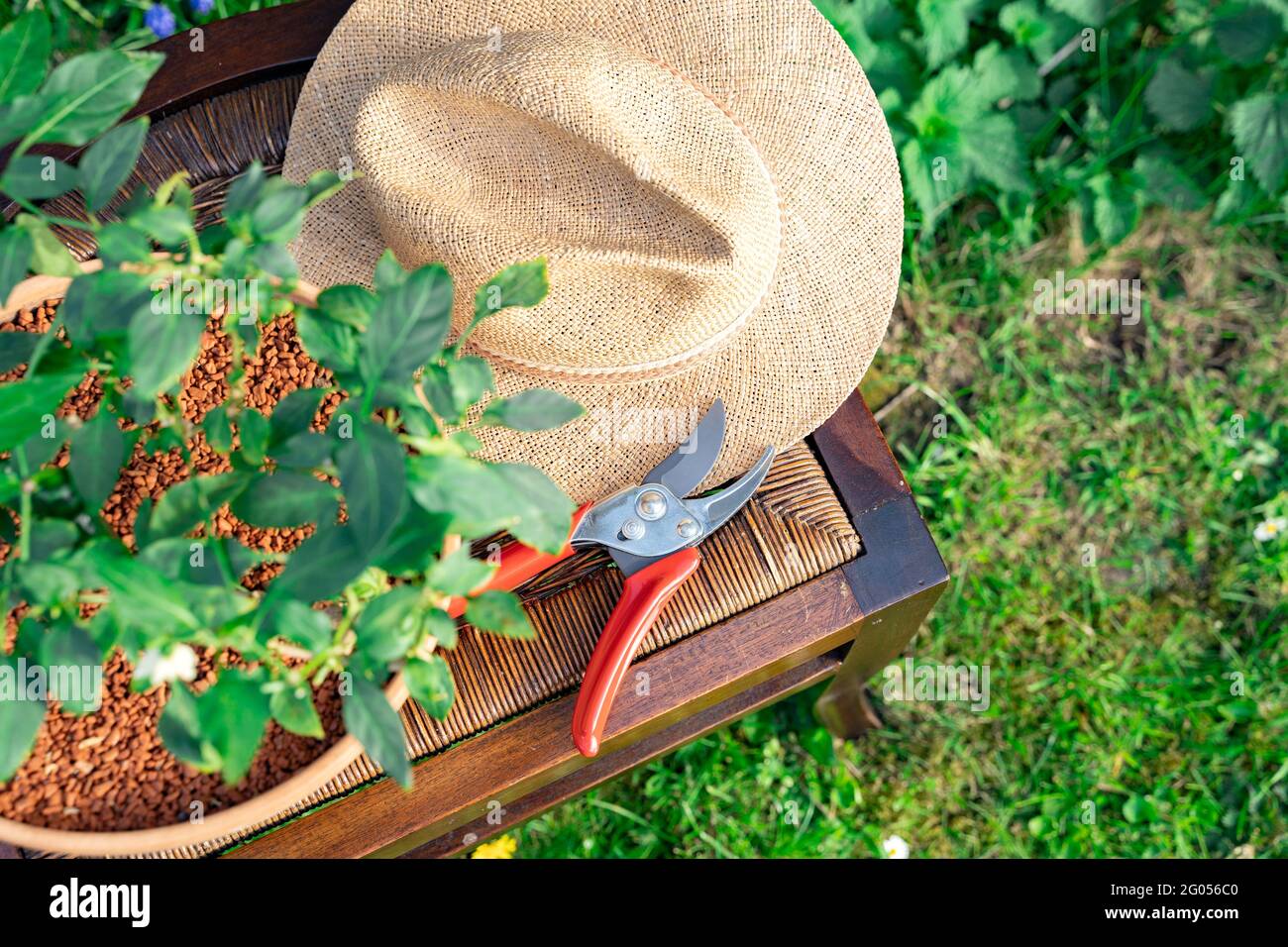 Home plant in pot, straw hat, red pruners on chair on green grass Stock ...