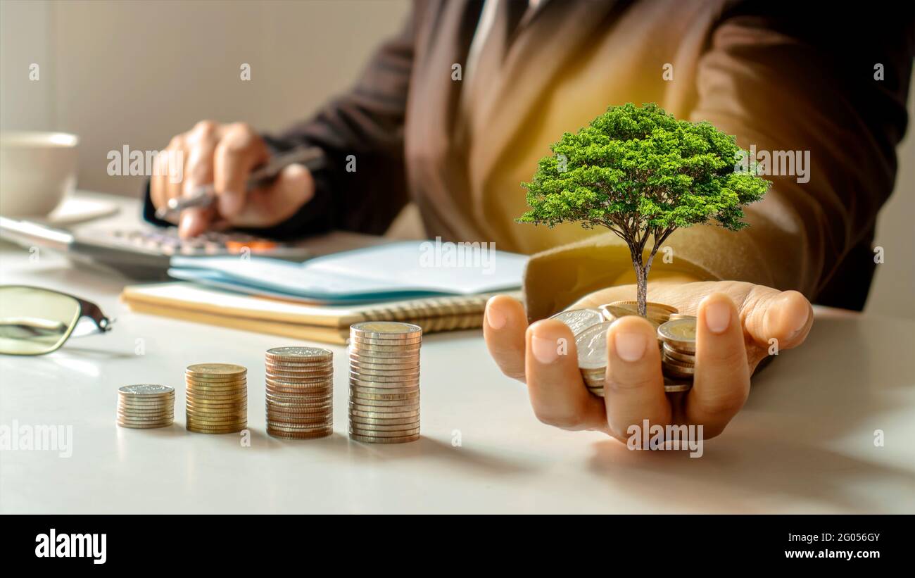 The concept of investment success, a growing tree in the hands of a ...