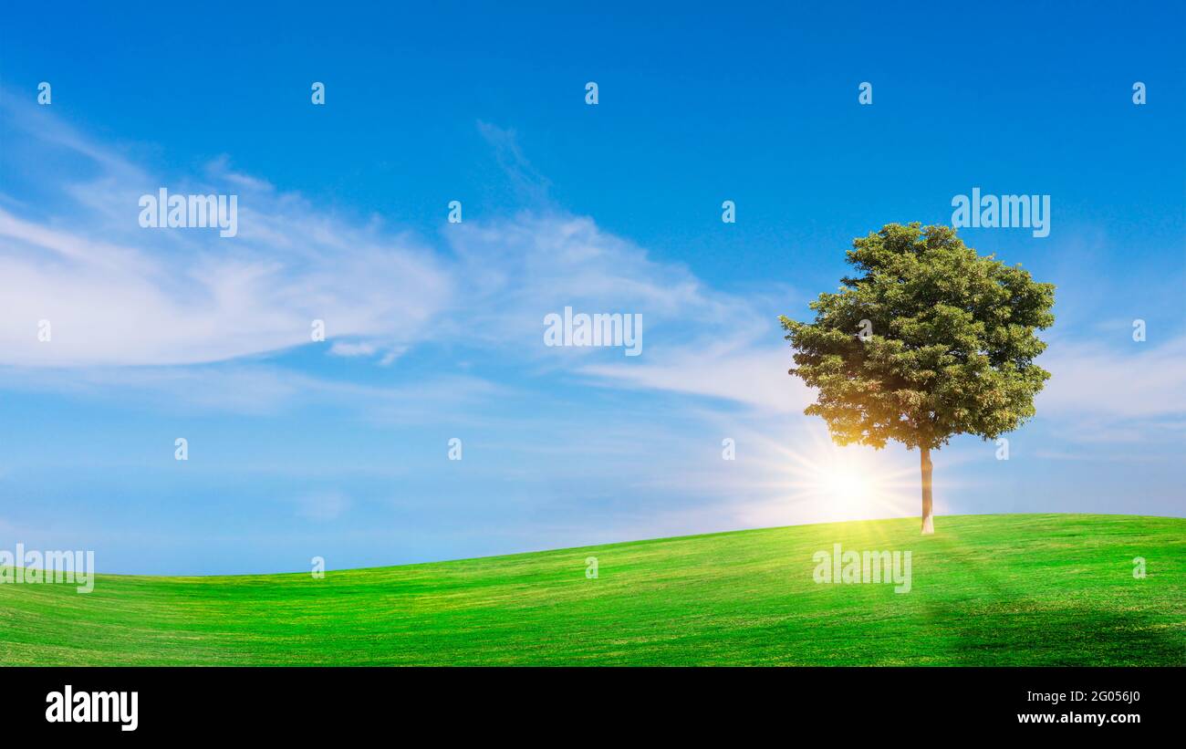Green sunlight sun sky blue nice hi-res stock photography and images ...