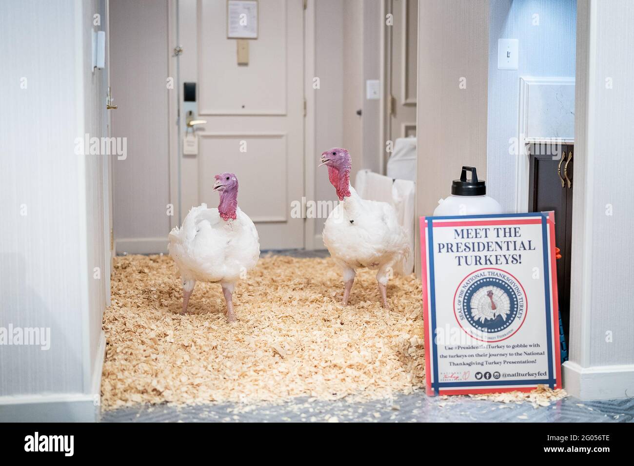 The Presidential Turkeys arrive at The Willard Hotel in Washington, D.C ...