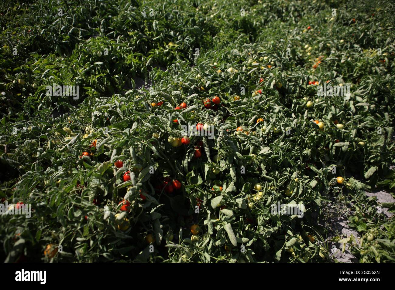 Ein hanatziv israel hi-res stock photography and images - Alamy