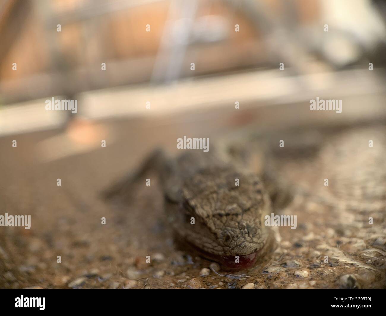 Closeup shot of a sleeping lizard on a concrete surface Stock Photo - Alamy
