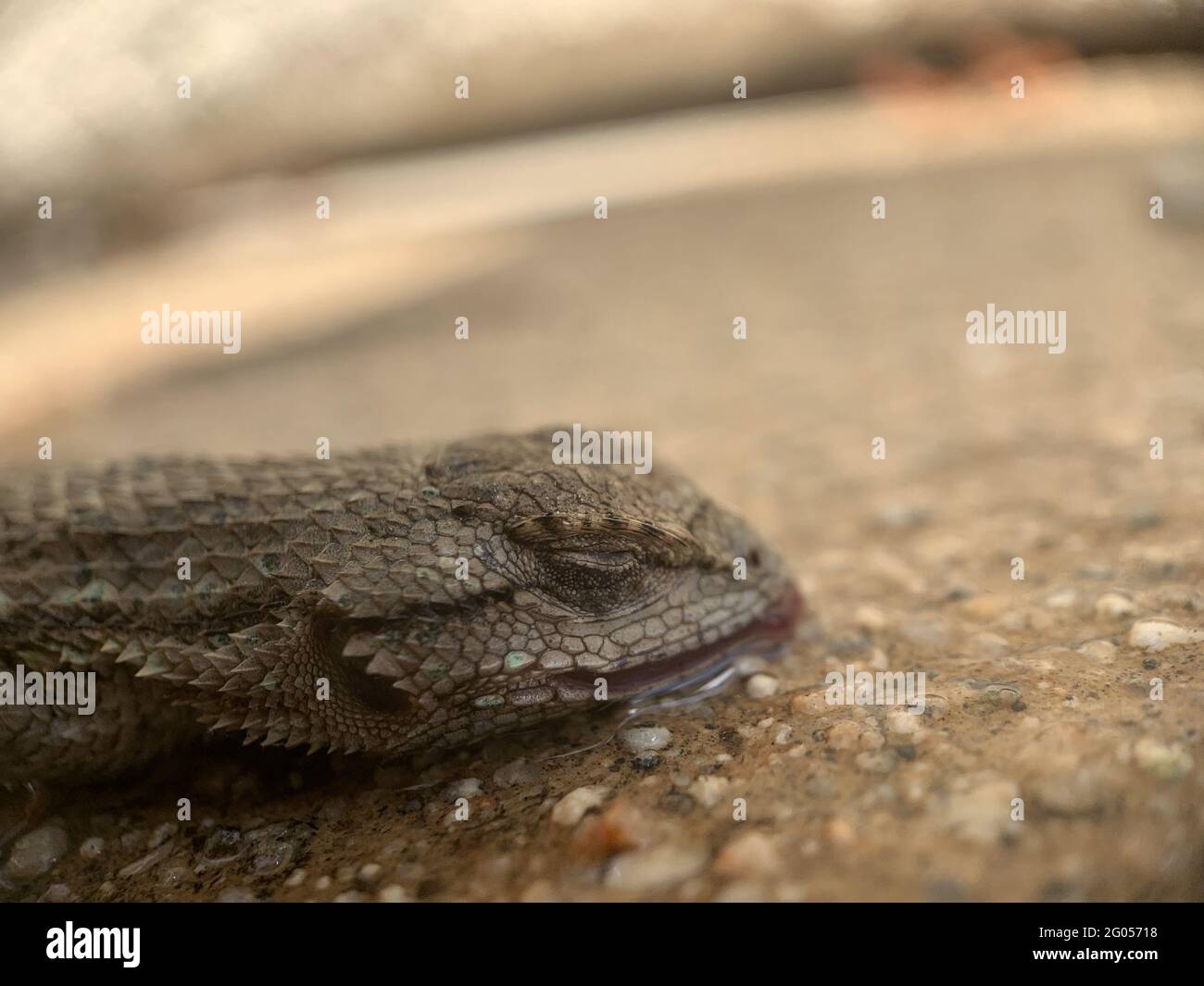 Closeup shot of a sleeping lizard on a concrete surface Stock Photo - Alamy