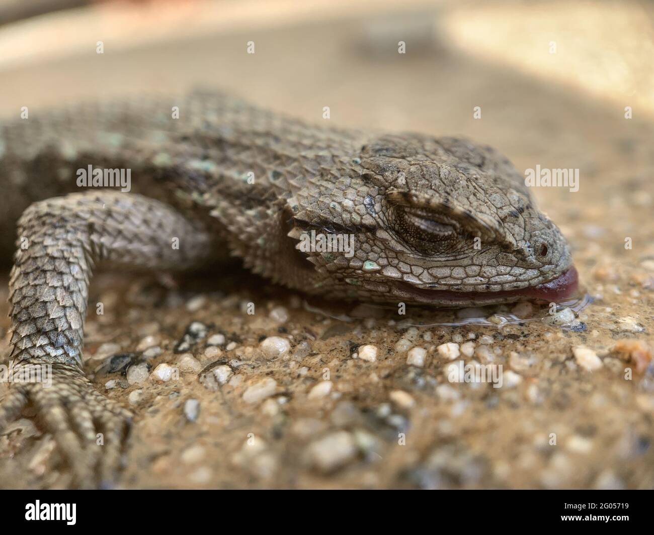 Closeup shot of a sleeping lizard on a concrete surface Stock Photo - Alamy