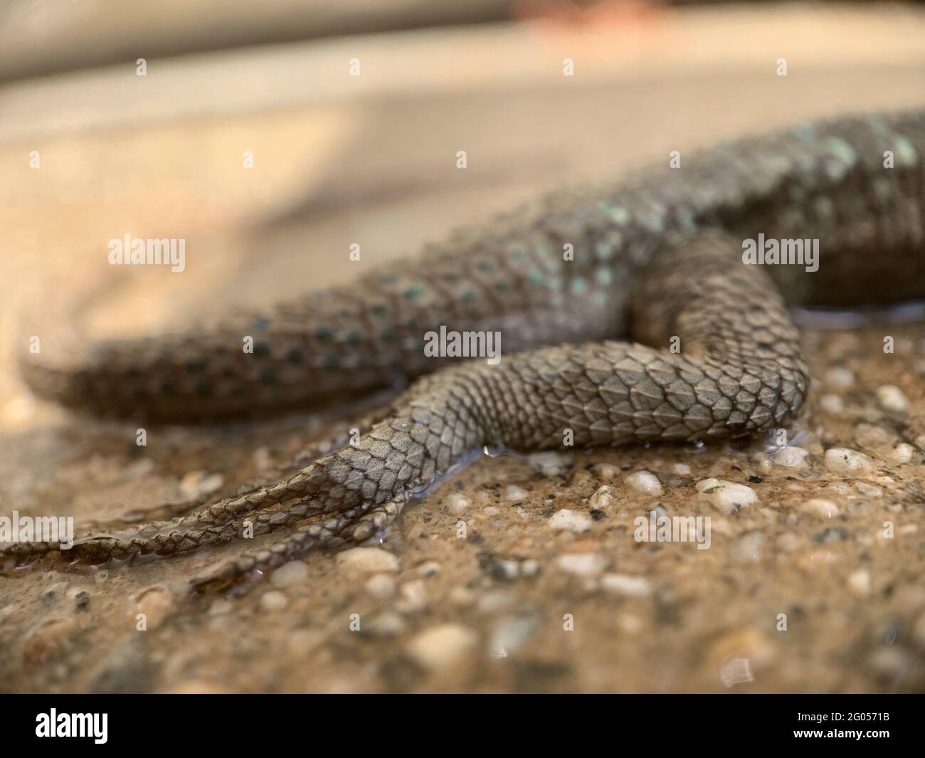 Closeup shot of a lizard's tail on a concrete surface Stock Photo - Alamy